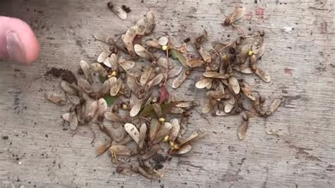 How To Sow Maple Seeds Successfully Tutorial