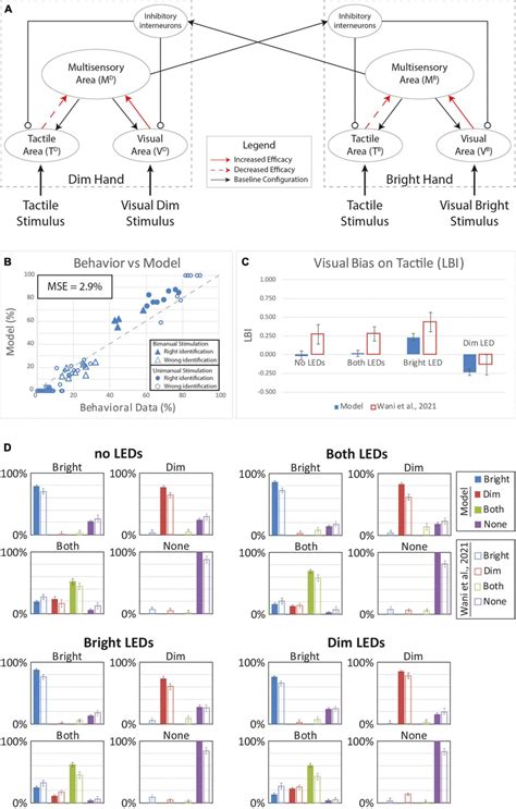 Tactile Perception With A Reorganization Of The Synaptic Representation
