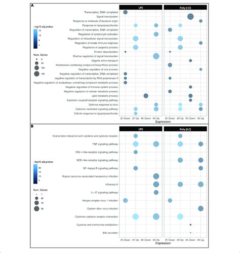 Dot Plots Showing Go Term Enrichment For Degs The Top 5 Most Download Scientific Diagram