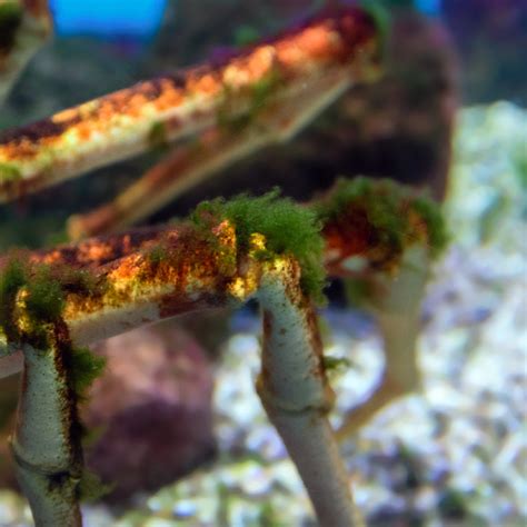 Best Live King Crab Recipes Gourmet Cooking Tips And Flavors