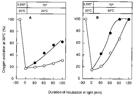 Effects Of Transformation Of Synechococcus Sp Strain Pcc 7942 With The Download Scientific
