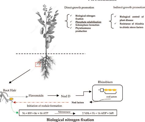 Rhizobium Nitrogen Fixation