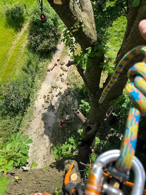 Tree Pruning Specialists Near Me Tree Pro Ltd