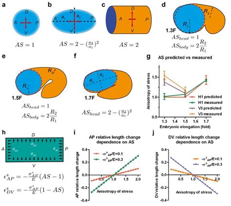 Figures And Data In The Interplay Of Stiffness And Force Anisotropies Drives Embryo Elongation