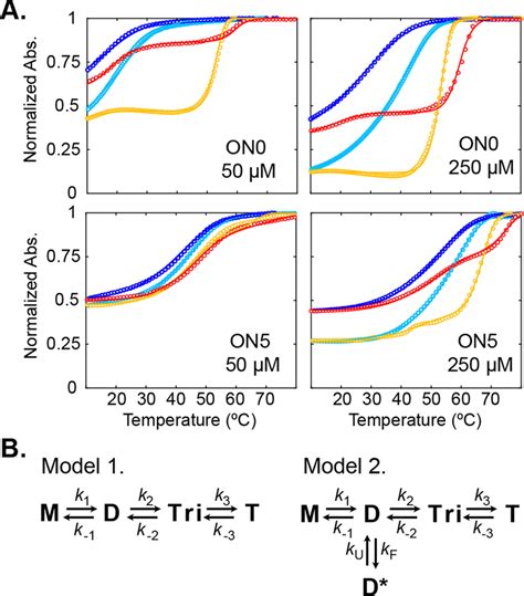 Modeling On5 Dimeric I Motif Formation By Thermal Hysteresis Analysis A Download Scientific