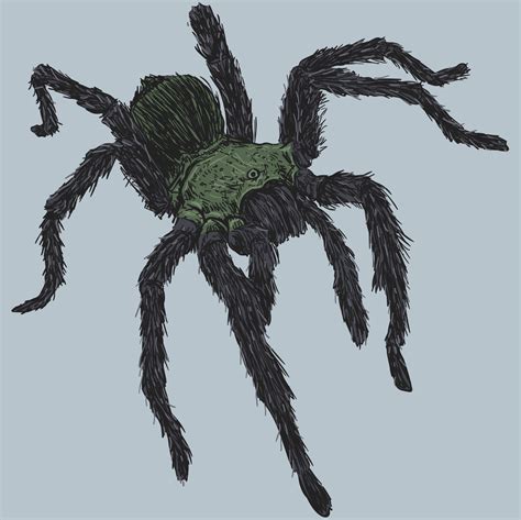 Tarantula Spider Drawing Illustration Vector Art At Vecteezy