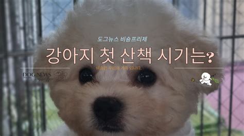 강아지 첫 산책 시기는 비숑프리제 Youtube