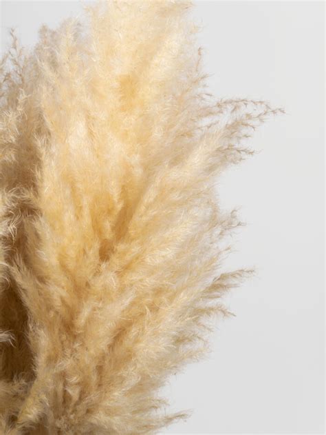 Кортадерія світло бежева купити в Україні за низькою ціною • Dfb Elements