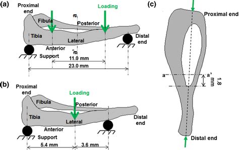 In Vivo Loading Devices For Tibial Bone A Four Point Bending Device B Download Scientific