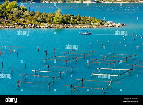 Mussels Farming Oyster Farm On Peninsula Peljesac In Croatia Stock