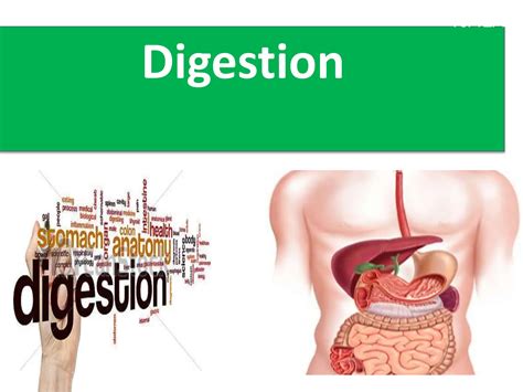 Digestion Easy Notes For Grade Stage 4 Igcse Ppt Endocrine And Metabolic Diseases Diseases