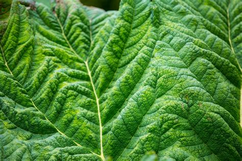 Leaf Texture Types At John Duquette Blog