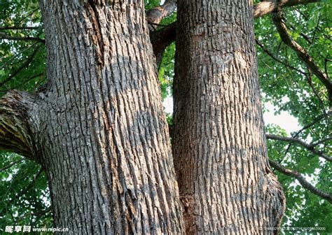 树干摄影图 树木树叶 生物世界 摄影图库 昵图网