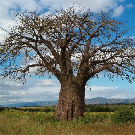 Graines De Baobab Semences Dadansonia Digitata
