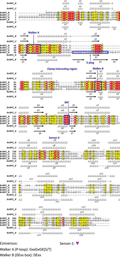 Structure Based Sequence Alignment Of Sc Rfc25 Structural Elements
