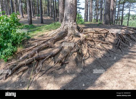 Tree Roots Exposed After Land Erosion Stock Photo Alamy