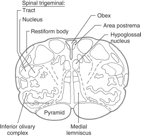 Medulla Cross Sections