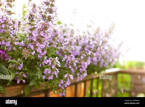Catnip Or Catmint Plants With Pink And Purple Flowers Growing In A Window Box Or Container On A