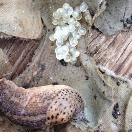 Slugs And Snails Solvepest
