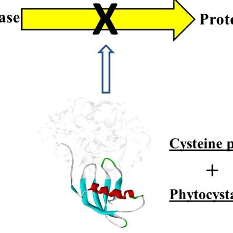 5 Cysteine Protease Inhibition By Phytocystatin After The Formation Of