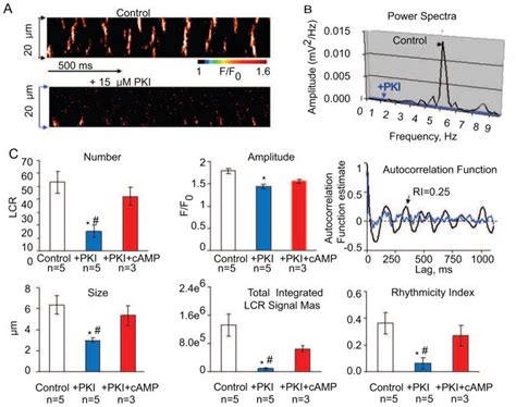 A Full Range Of Mouse Sinoatrial Node Ap Firing Rates Requires Protein