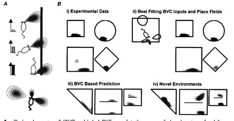 figure 2 from the boundary vector cell model of place cell firing and