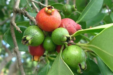 Psidium Cattleianum Var Cattleianum