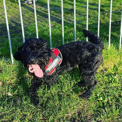 Luna Cockapoo Purina Uk