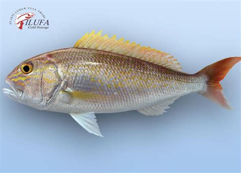 Demersal Fish Ilufaseafood Inti Luhur Fuja Abadi