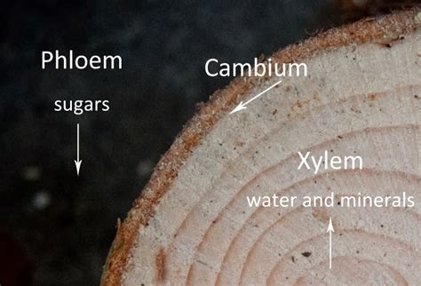 Garden65 Space Time And Tree Rings