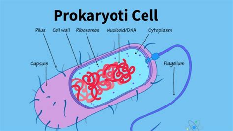 Prokaryotic Cell Genially