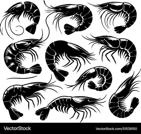 Shrimp Royalty Free Vector Image Vectorstock
