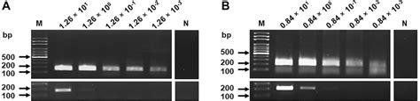 Sensitivity Of The Recombinase Polymerase Amplification Rpa Assay For