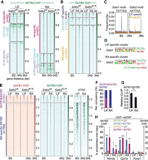 Zfp451 Mediated Sumoylation Of Satb2 Drives Embryonic Stem Cell Differentiation