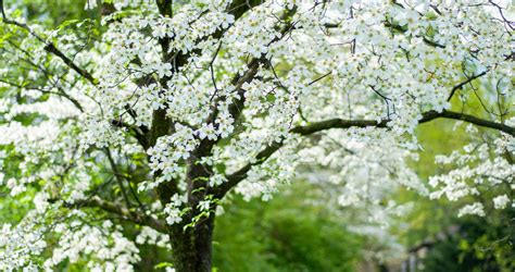 The Best Trees For Small Spaces Greenstreet Gardens