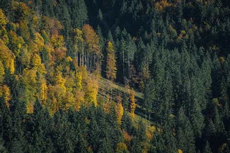 4k Forest Landscape Trees Nature Hd Wallpaper Rare Gallery