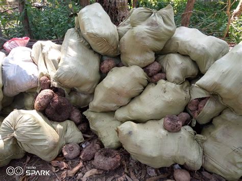 ရှမ်းရွာသစ်မြို့တွင် တစ်နိုင်တစ်ပိုင်ဝဥ တူးဖော်ရောင်းချခြင်းလုပ်ငန်းဖ