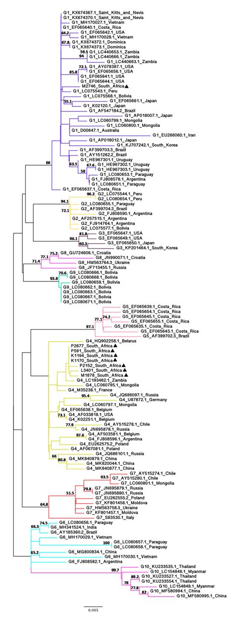 Maximum Likelihood Phylogenetic Tree Based On The Alignment Of Blv