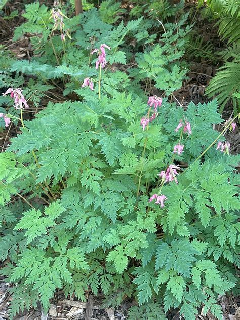 Dicentra Eximia Bleeding Heart — Franks Perennial Border
