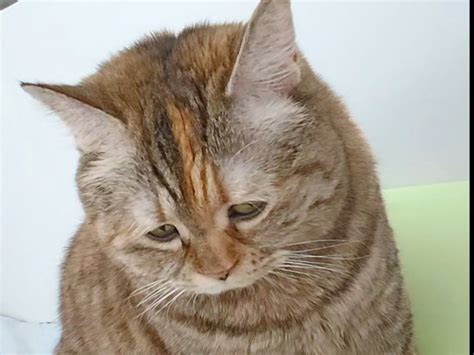 因为睡得太久被猫猫默哀了 吟游诗人咣当 吟游诗人咣当 哔哩哔哩视频