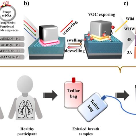 Schematic Of The Multiarray Biosensor And Working Principle A Download Scientific Diagram