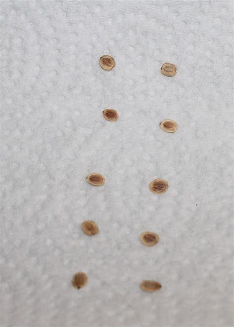 Testing Germination Of Seeds Testing Germination Of Seeds