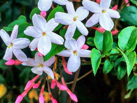 Guia Para Plantar Jasmim Fragrância E Beleza No Seu Jardim