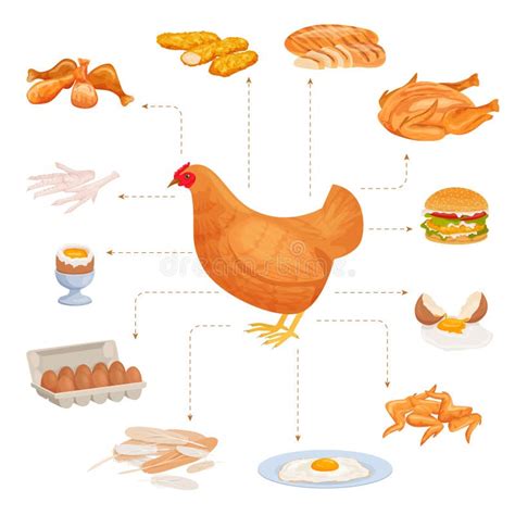 Chicken Products Flowchart Composition Stock Vector Illustration Of Dish Chicken 264260217