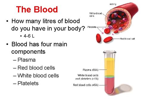 The Blood How Many Litres Of Blood Do