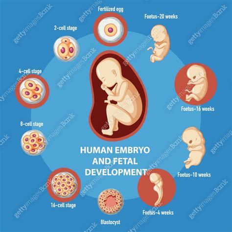 Human Embryonic Development Infographic 이미지 1403405966 일러스트 무료 일러스트 게티이미지뱅크
