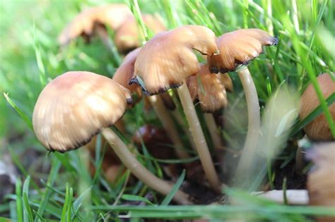 Premium Photo Mushrooms Growing In The Grass