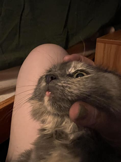 My Cat Has This Scab Like Growth On His Skin The Size Of A Dime It
