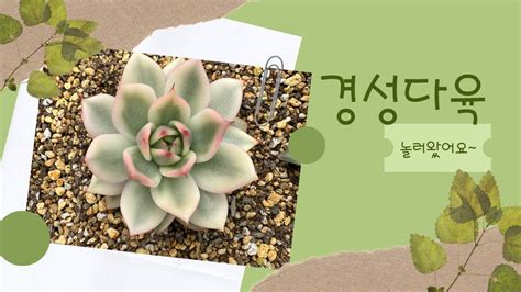 4월24일오후영상미국벨금 순수마리아 중투금 금다육 Youtube