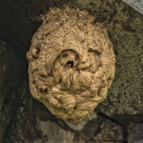 Premium Photo Close Up Of Insects On Animal Nest